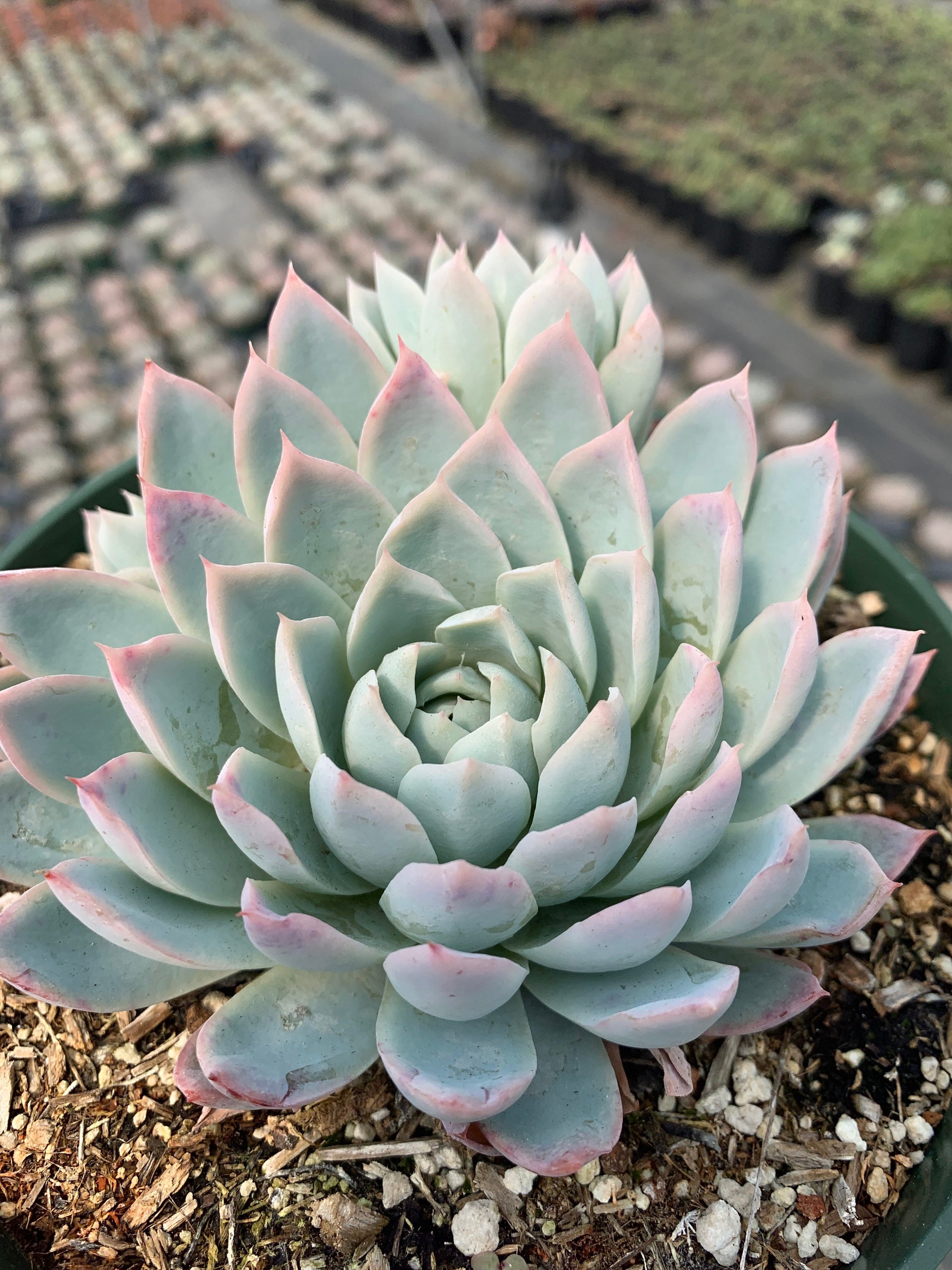 8 Large Echeveria Violet Queen With Offsets Succulent Plant - Etsy