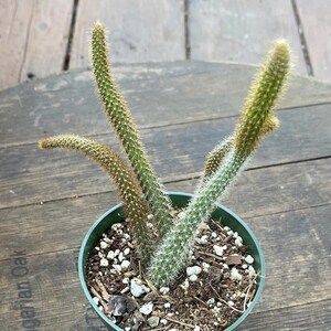 Rat Tail Cactus Plant: Aporocactus Flagelliformis Rooted Live Succulent ...