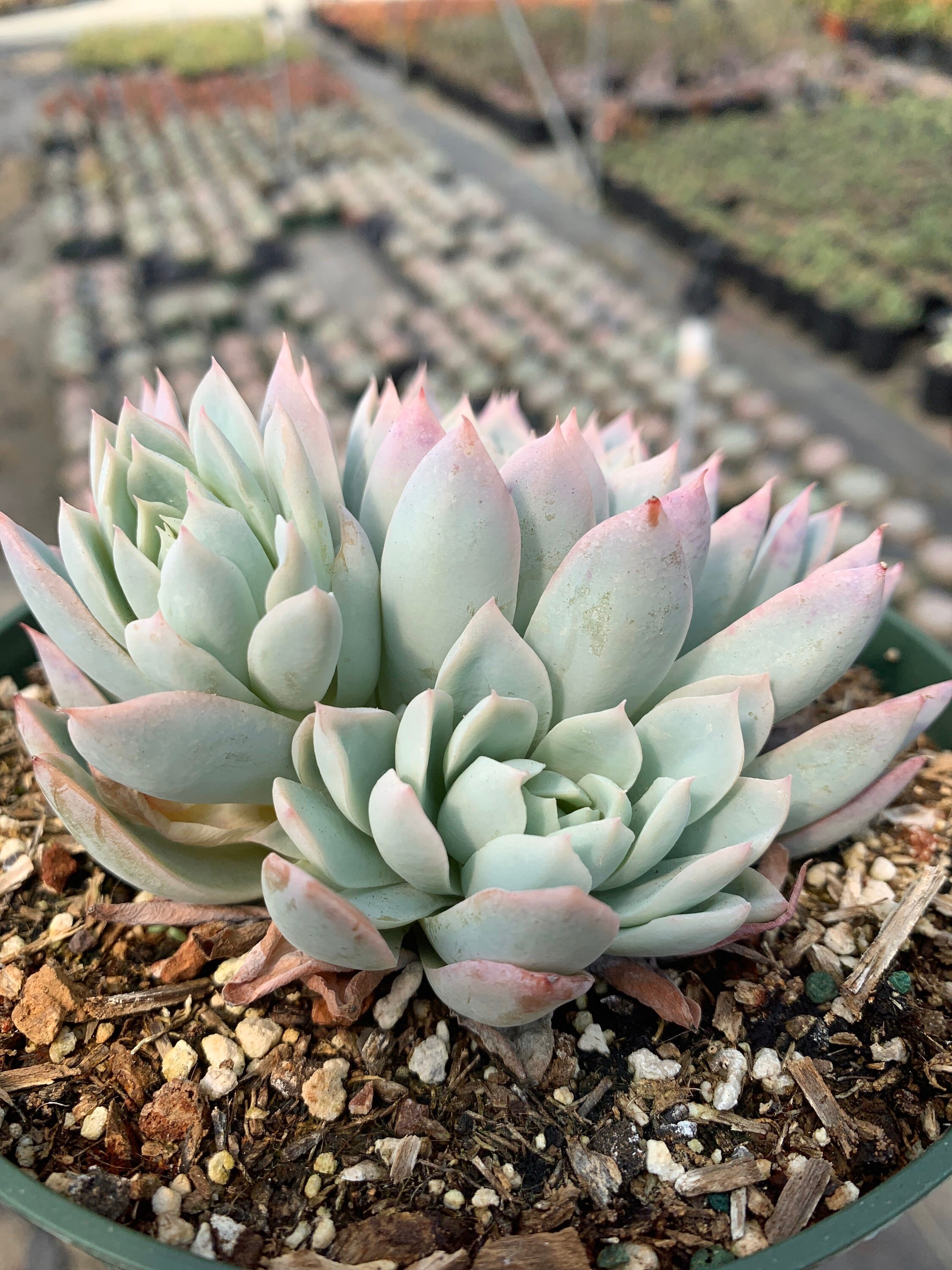 8 Large Echeveria Violet Queen With Offsets Succulent Plant - Etsy