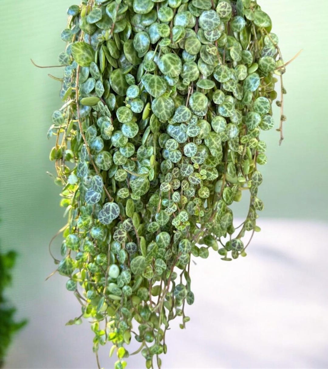 String of Turtles, Peperomia Prostrata Turtles, Trailing Succulent ...