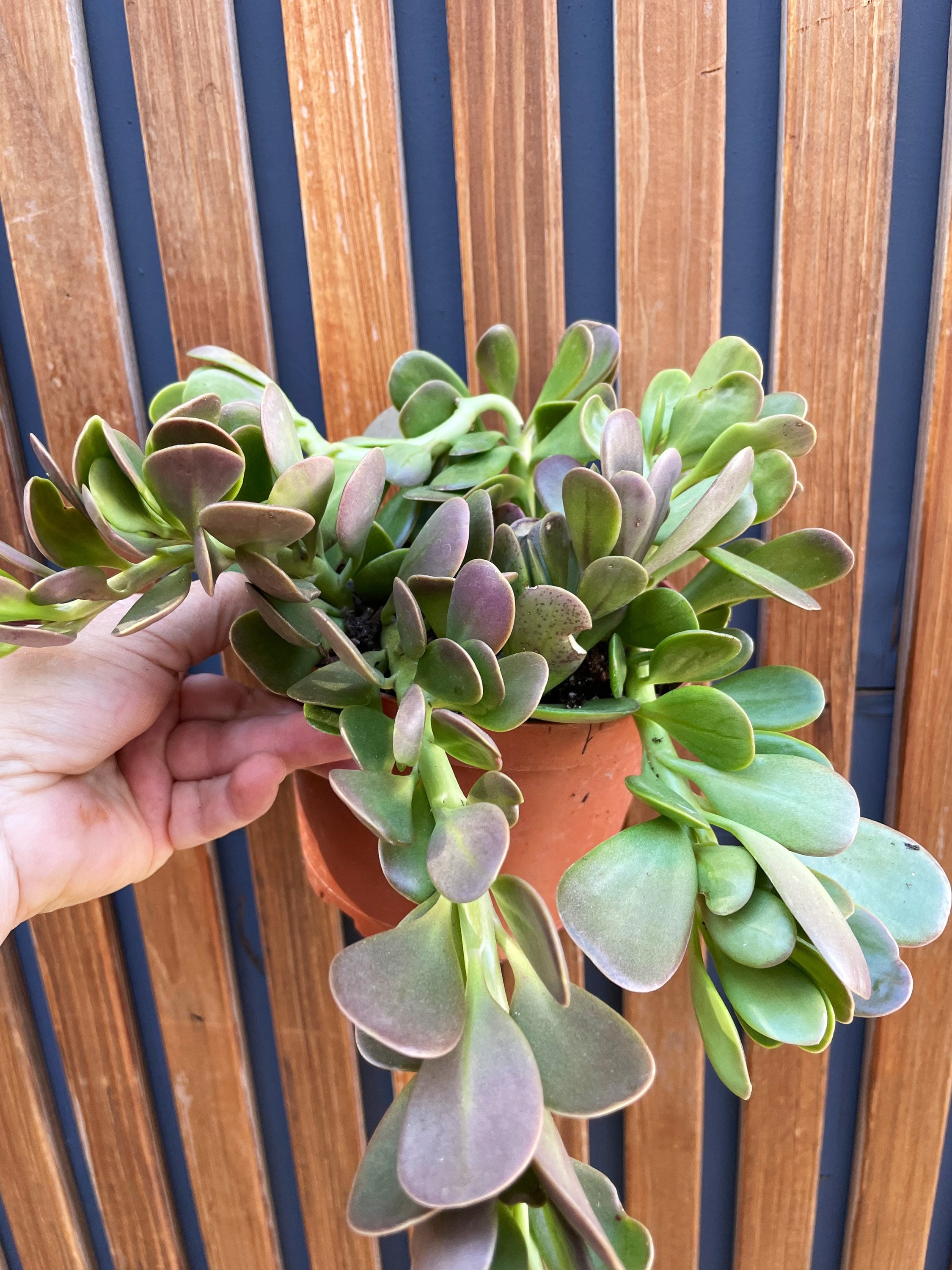 Plants Senecio jacobsenii\u2014 Trailing Jade Home & Living etna.com.pe