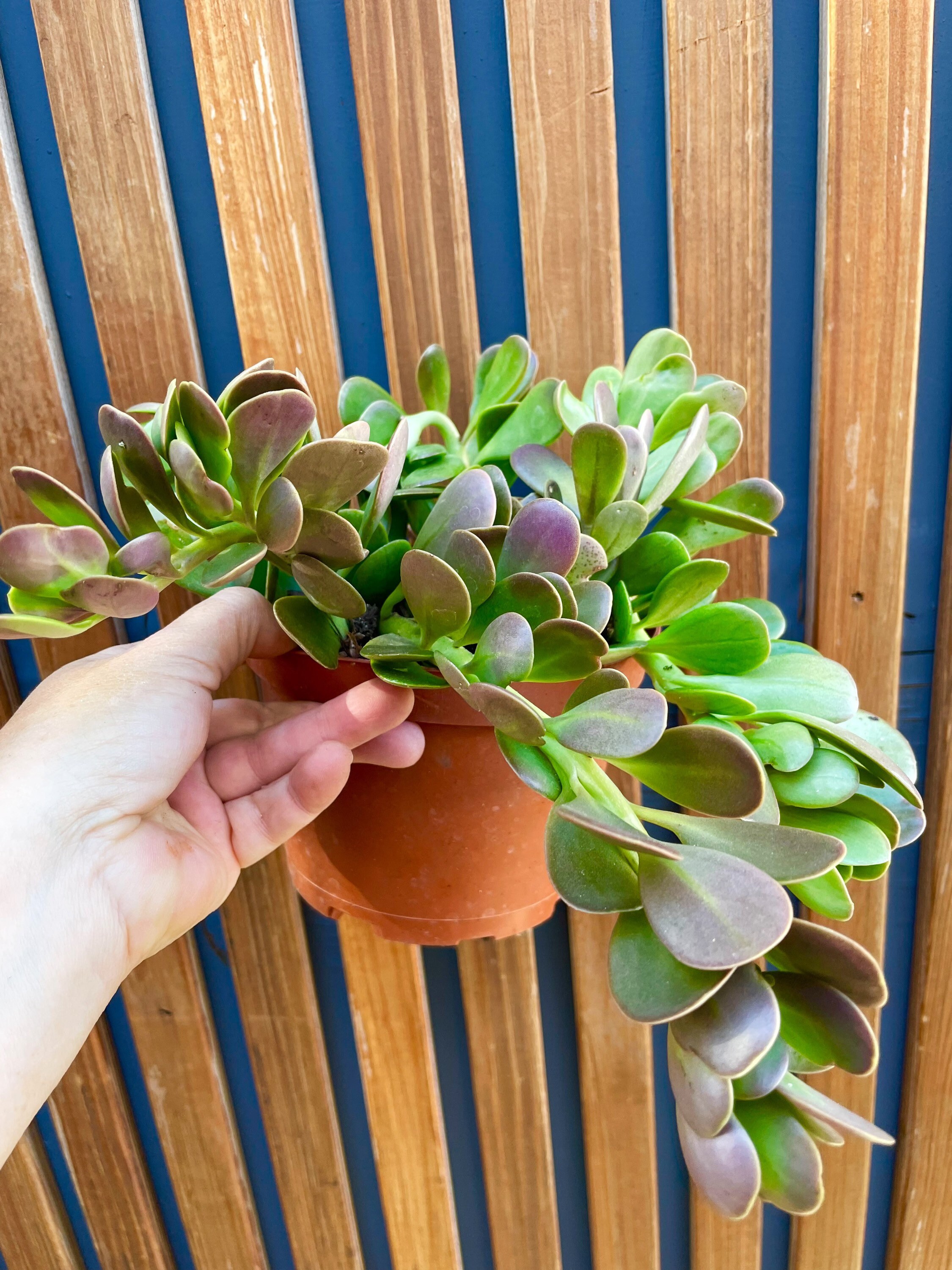 Plants Senecio jacobsenii\u2014 Trailing Jade Home & Living etna.com.pe