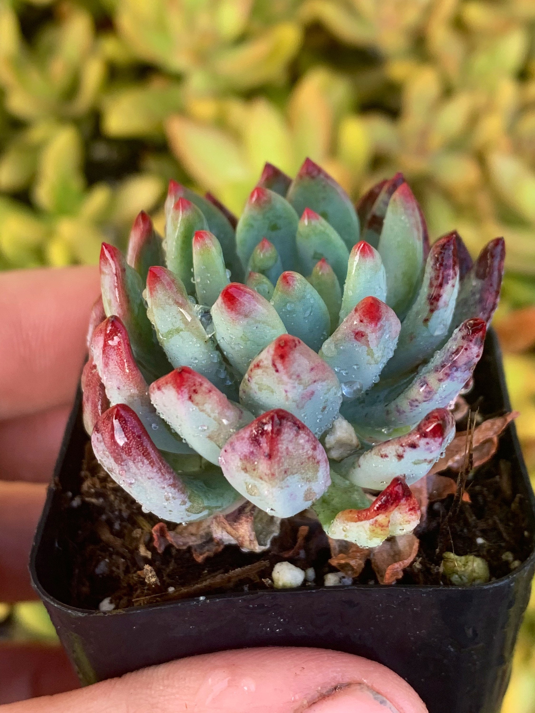 2 Sedeveria Blue Elf 2 Succulent Plant | Etsy