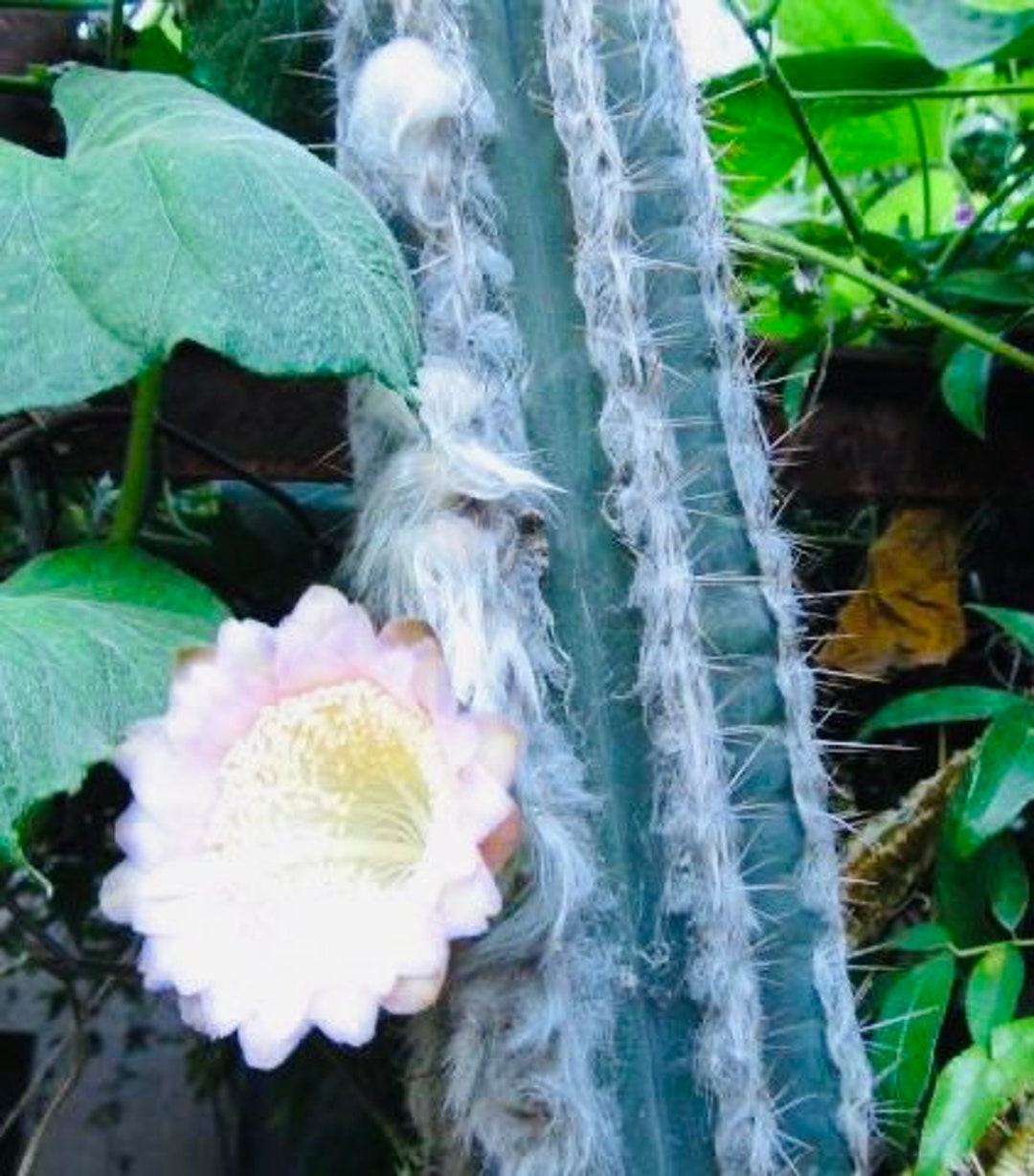 13- 19 Inch Pilosocereus Leucocephalus F. Palmeri (blue Cactus) Rooted ...