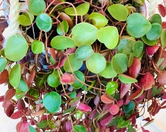 Peperomia Ruby Cascade | Etsy