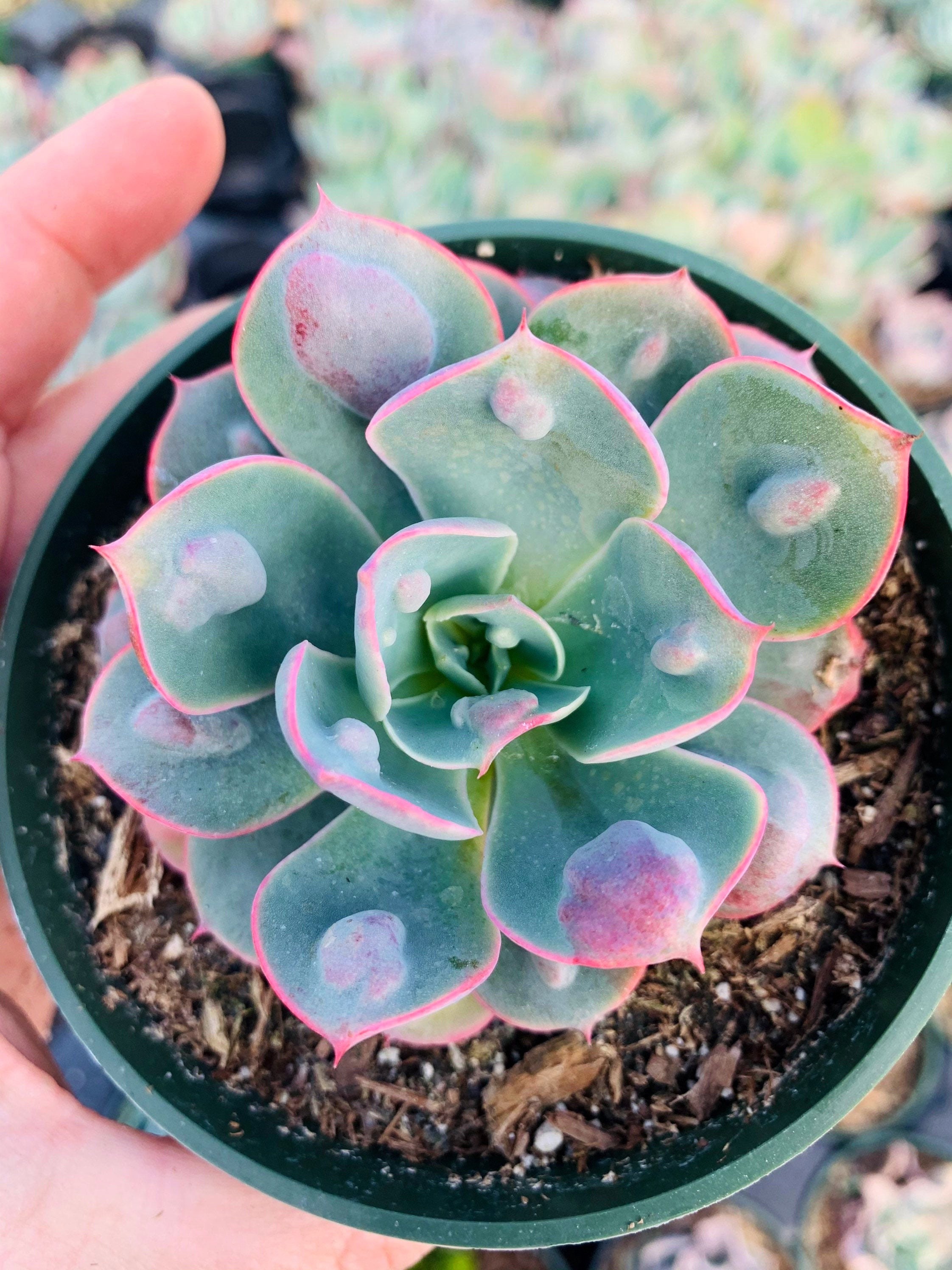 Plants Succulents Echeveria Raindrop succulent plants etna.com.pe