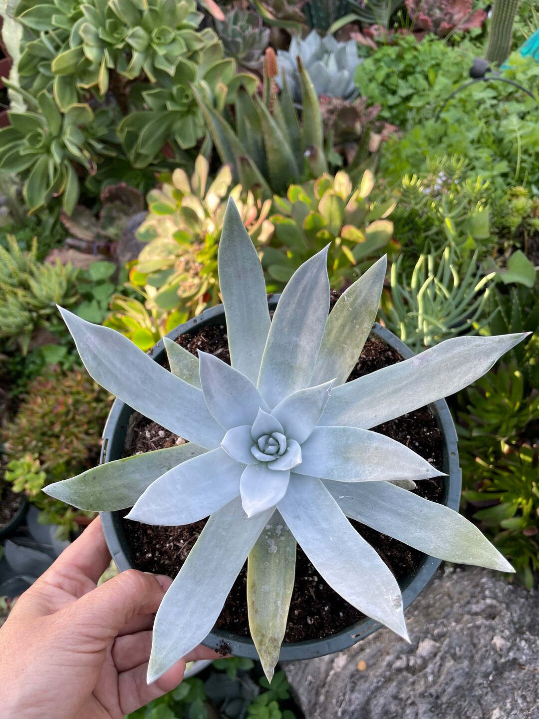 Rare Dudleya Brittonii Succulent Measures Approximately Measures ...