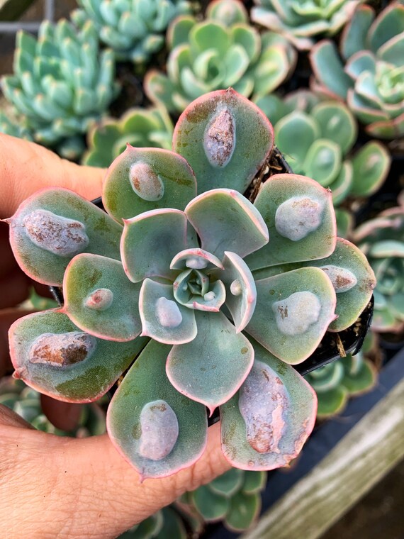 Plants Succulents Echeveria Raindrop succulent plants etna.com.pe