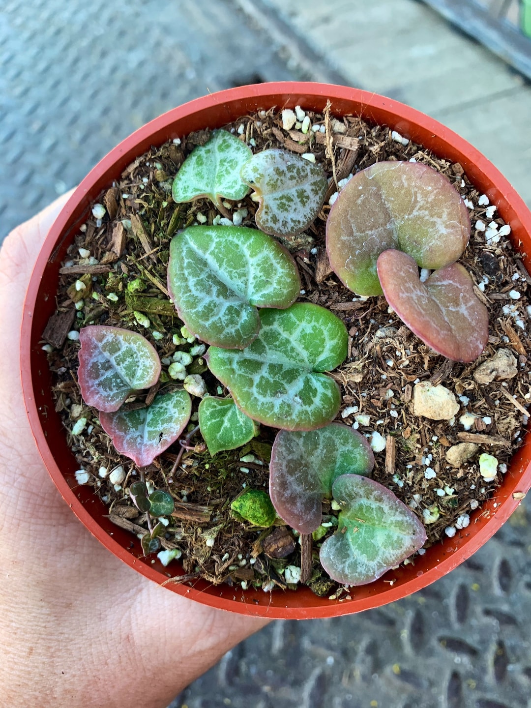 SOH String of Hearts "ceropegia Woodii" Indoor \ Outdoor Plant ...