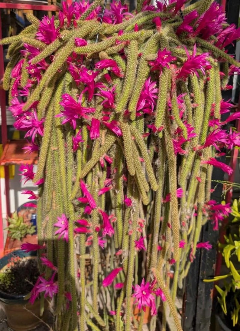 Rat Tail Cactus Plant: Aporocactus Flagelliformis Rooted Live Succulent ...
