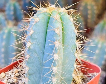 Cactiandexotica Blue Torch Cactus 6 Pot - Etsy