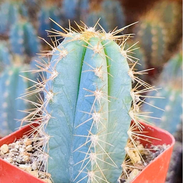 Blue Cactus - Etsy