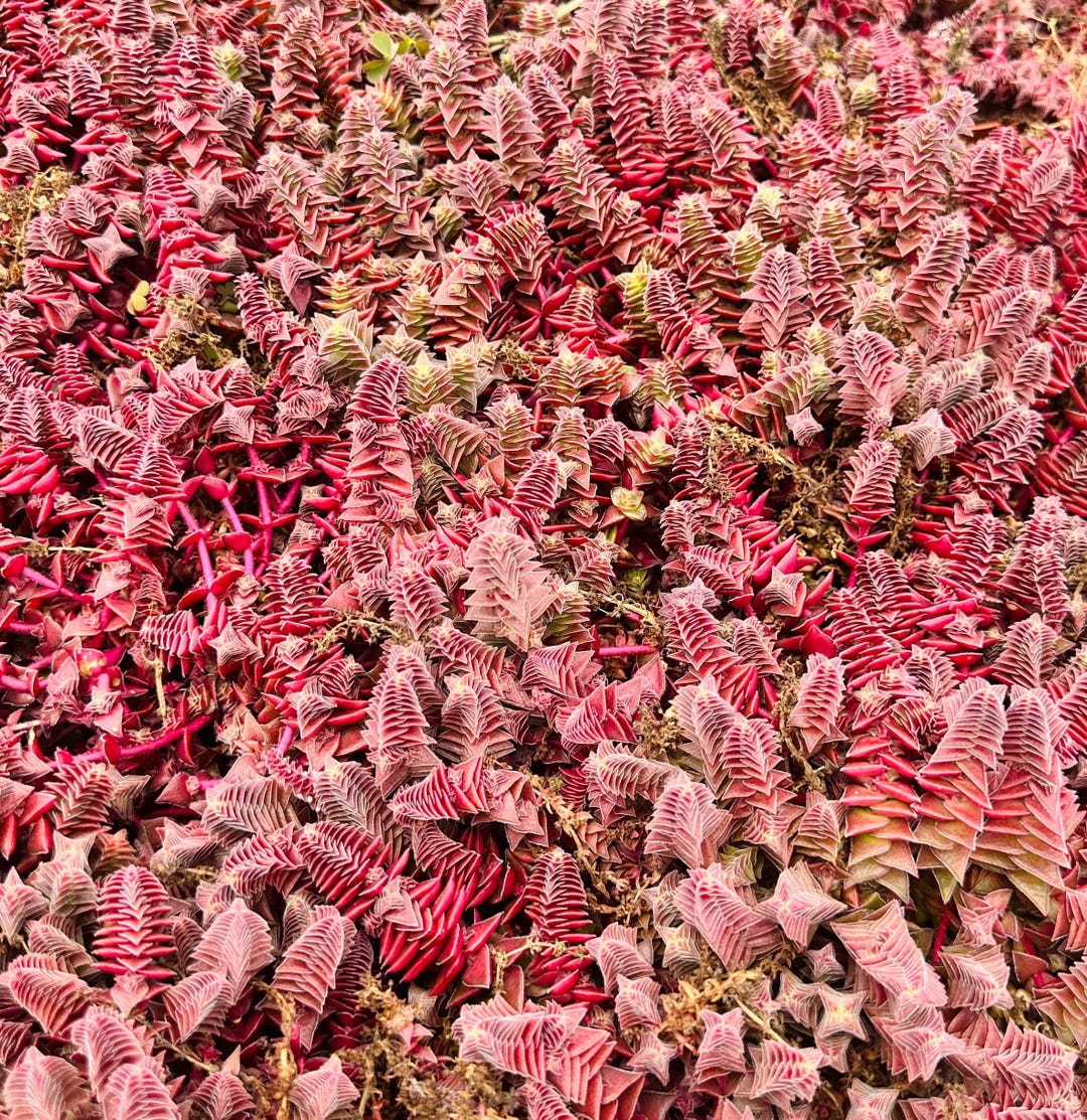Unique Crassula Tabularis Pagoda Village Live Succulent - Ready to ...