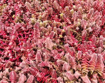 2", 4” Pot of Crassula Pagoda Village Succulent Plant - Shipped in a ...