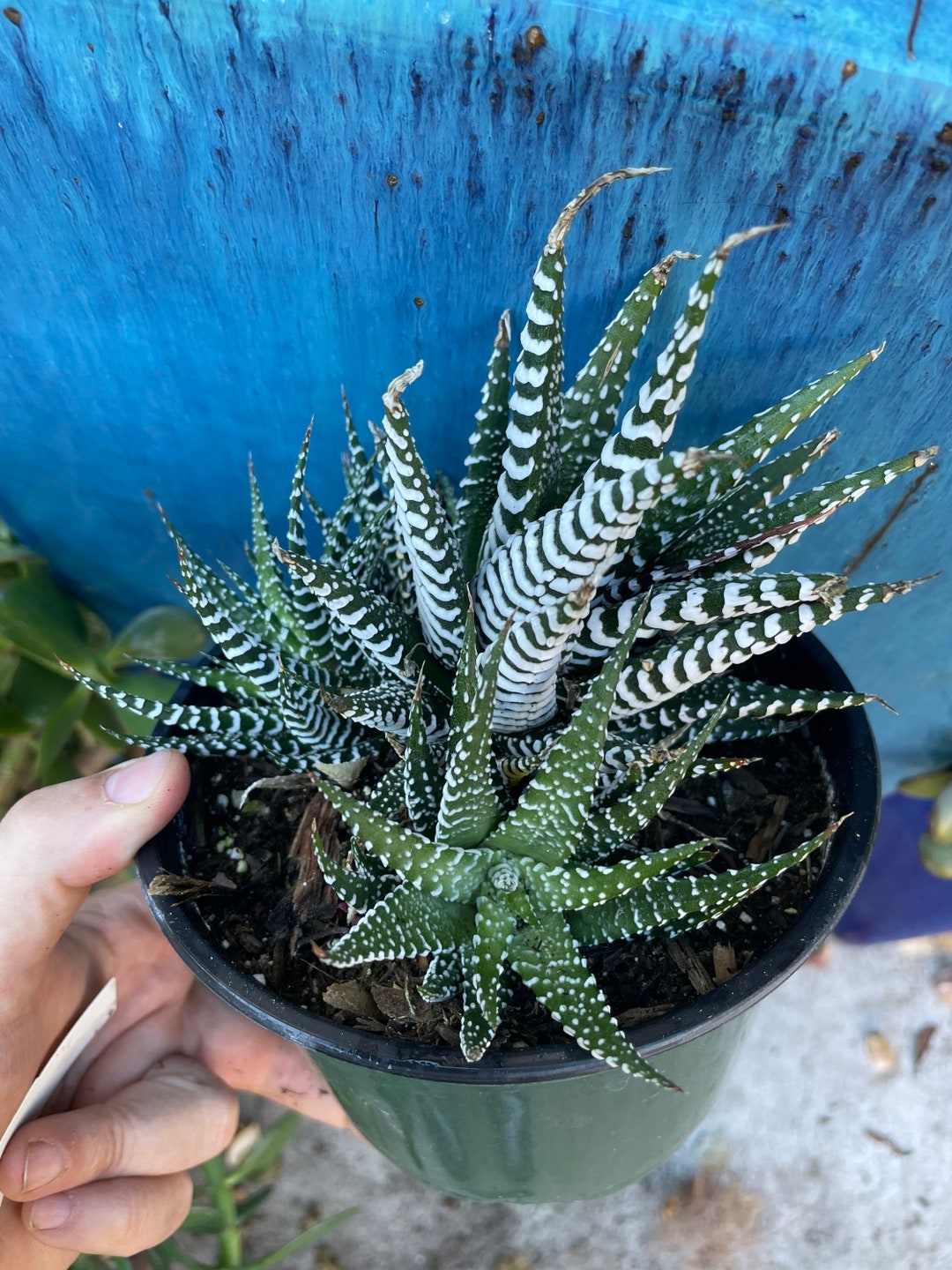 6” Zebra Cactus (haworthia Zebrina) Low Light Indoor/outdoor Shown in a ...