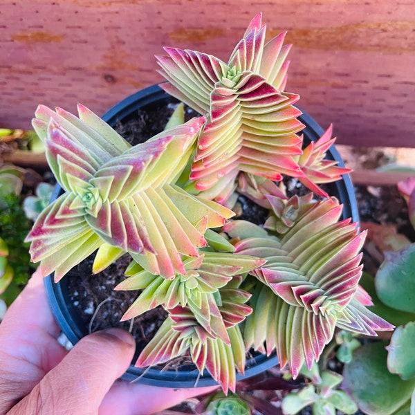 Red Pagoda Crassula - Etsy