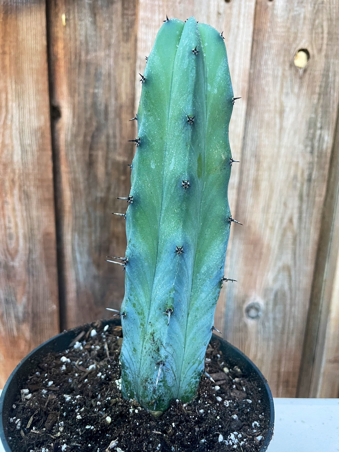 6” Myrtillocactus Geometrizans Cactus | Blue Candle Cactus | Blue ...