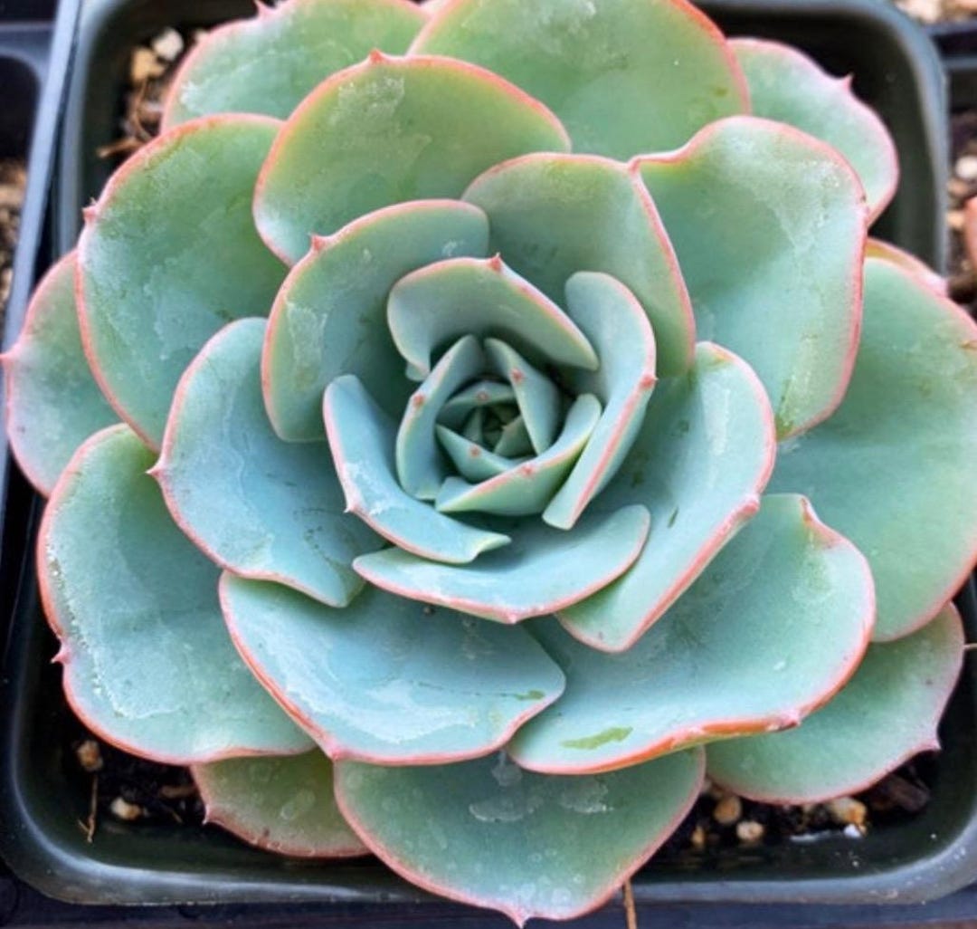 Echeveria Atlantis Succulent 'peaches and Cream' Rooted Succulent Live ...