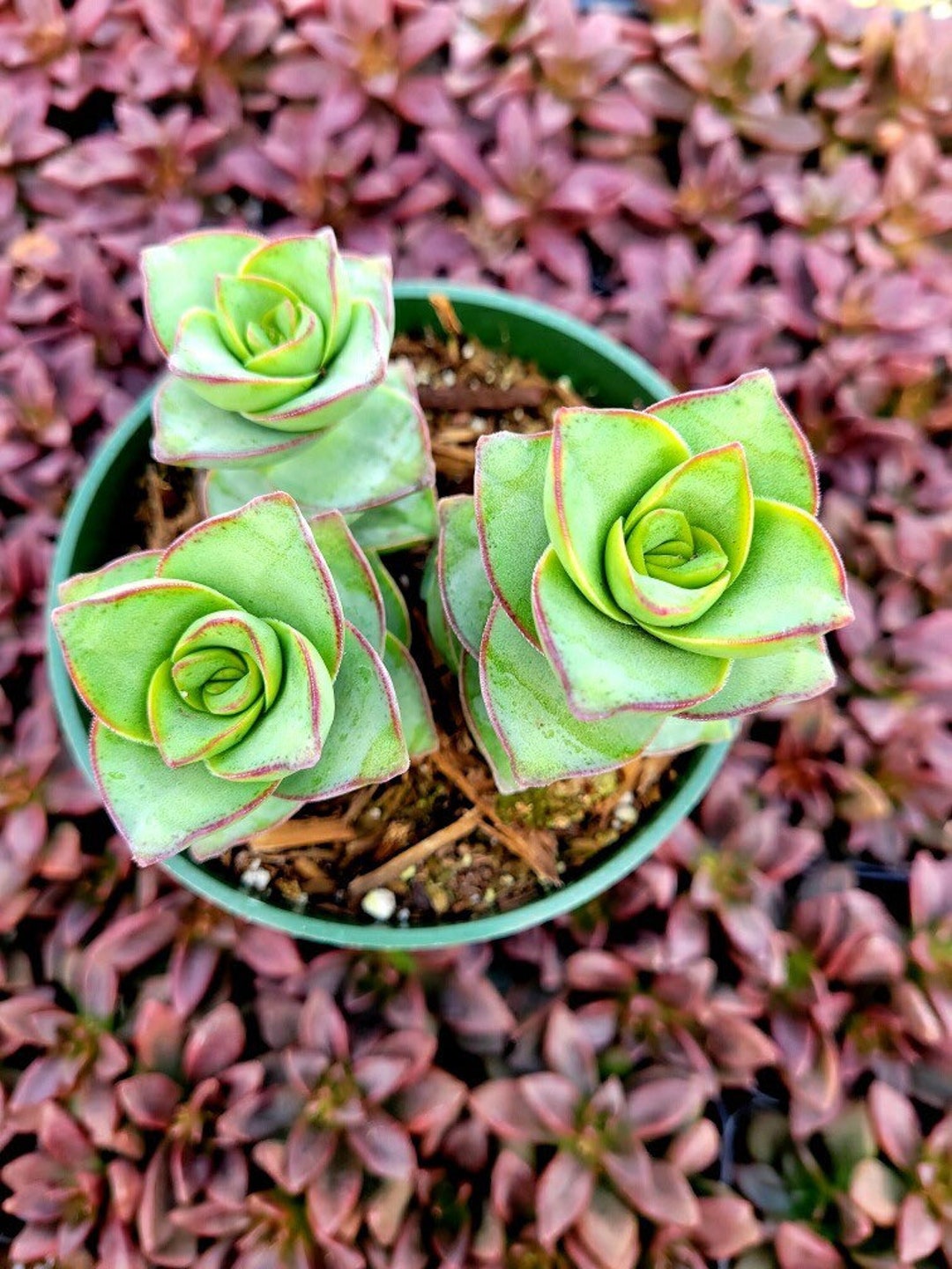 String of Buttons Succulent Plant 4” Pot - Etsy