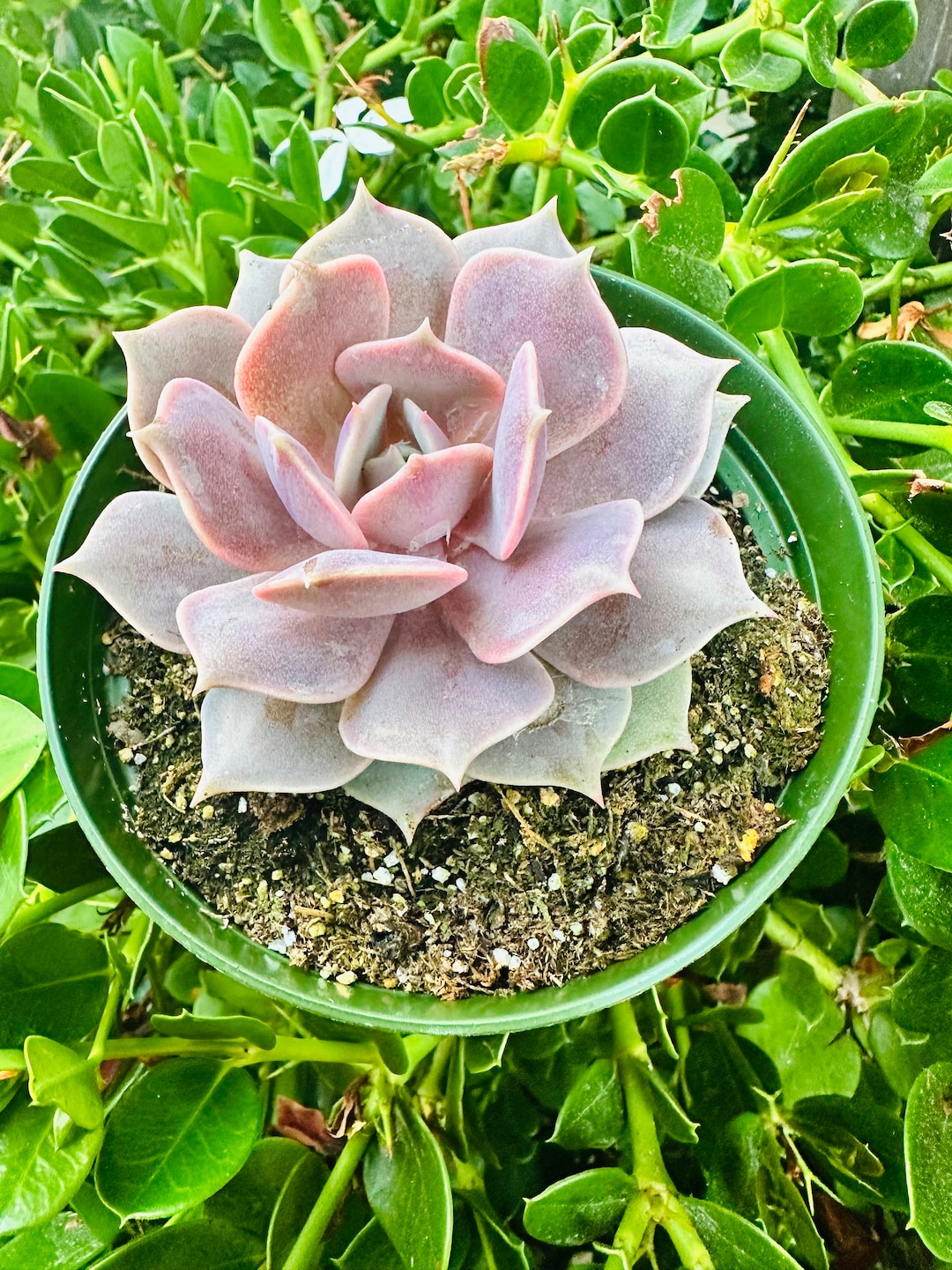4 Echeveria Pink Diamond Succulent Shown in a 4 Pot Measures About 3-4 ...