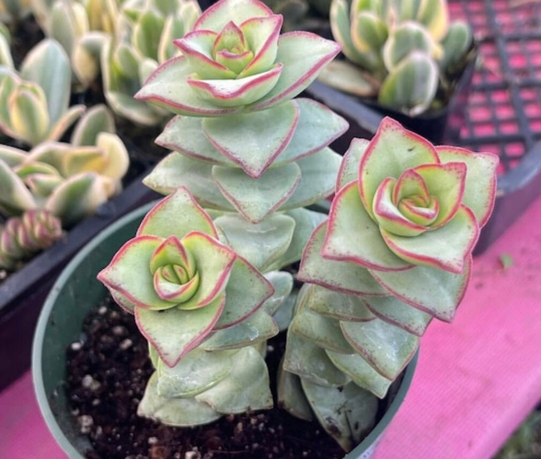4" String of Buttons Succulent Plant 4” Pot - Etsy