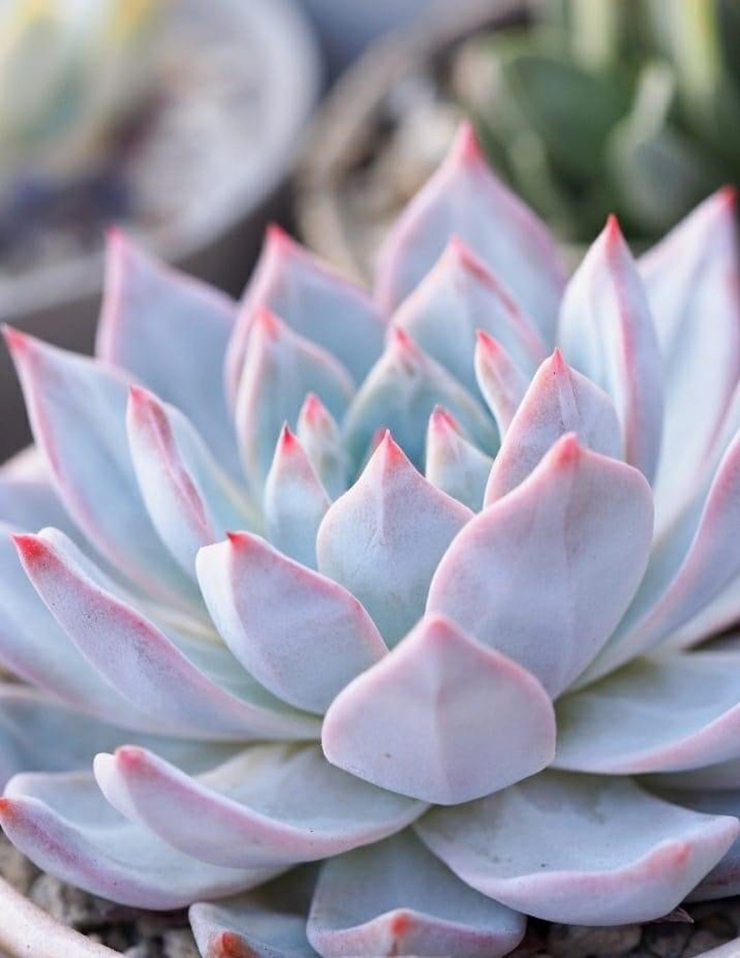 6 Rare Echeveria Blue Bird Live Succulent Plant Measures Aprox 4.5 to 6 ...