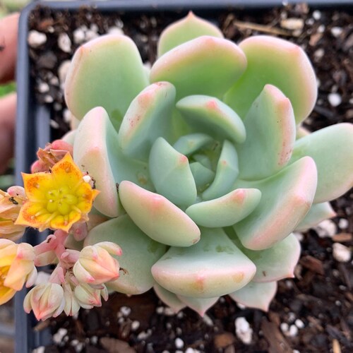 Moonglow 4 Inch Crassula Live Succulent Plant Indoor - Etsy