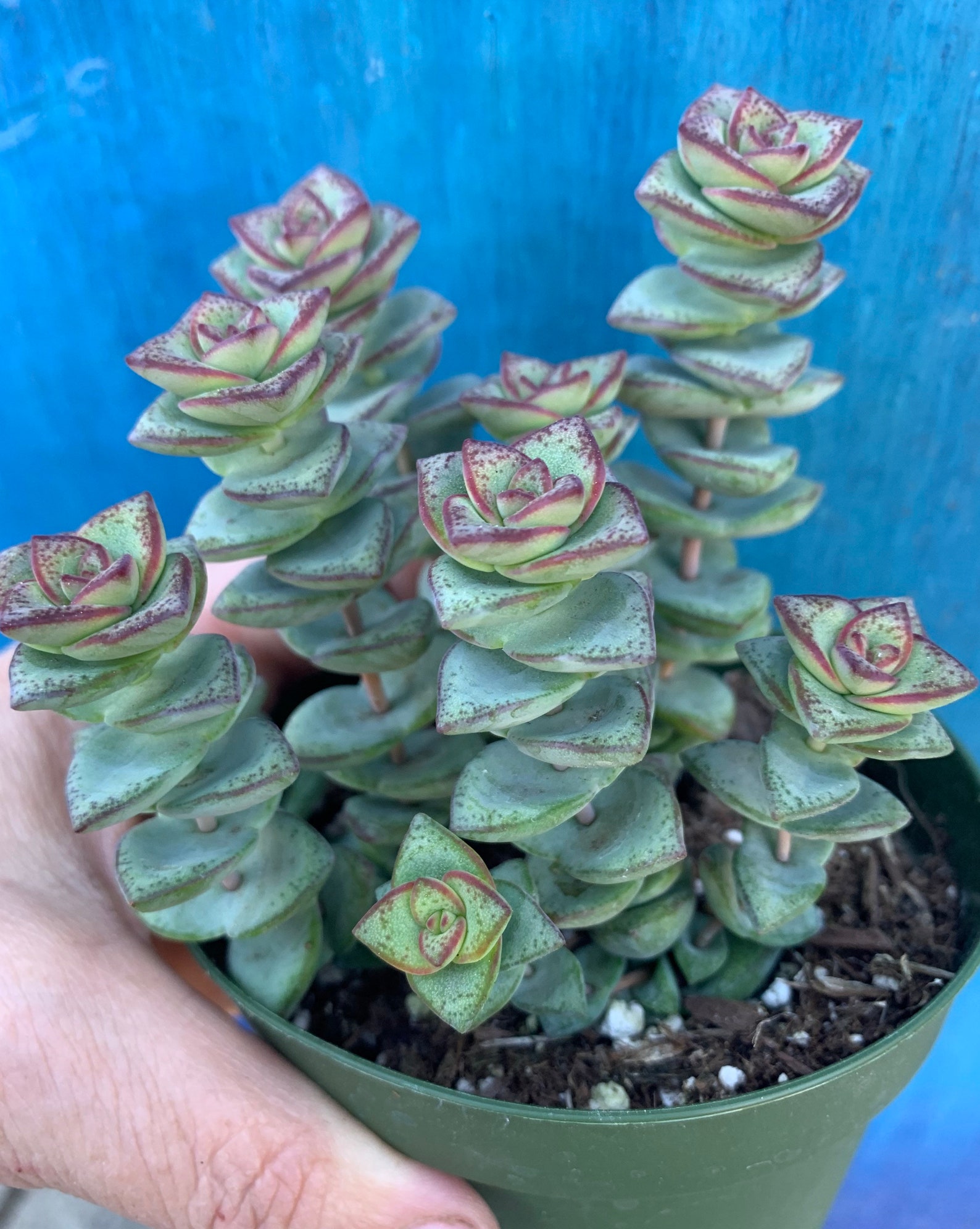 String of Buttons Succulent Plant 4 pot | Etsy