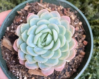 Echeveria Raspberry Ice | Etsy