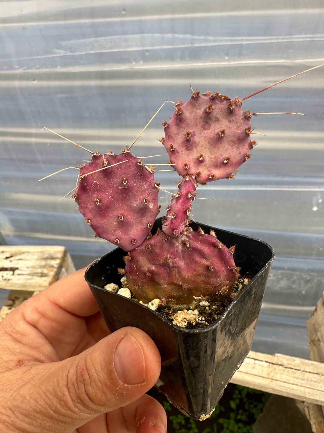 2" Santa Rita, Prickly Pear Cactus, Rare Purple Dwarf, Opuntia Violacea ...