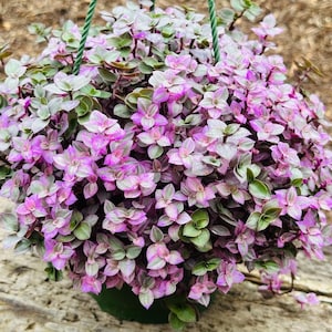 Pink Panther Callisia Turtle Vine - Etsy