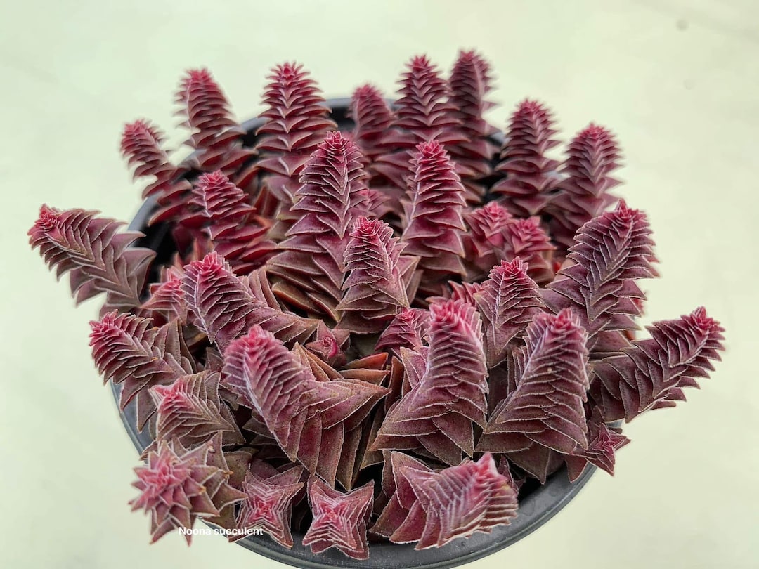 Unique Crassula Tabularis Pagoda Village Live Succulent - Ready to ...