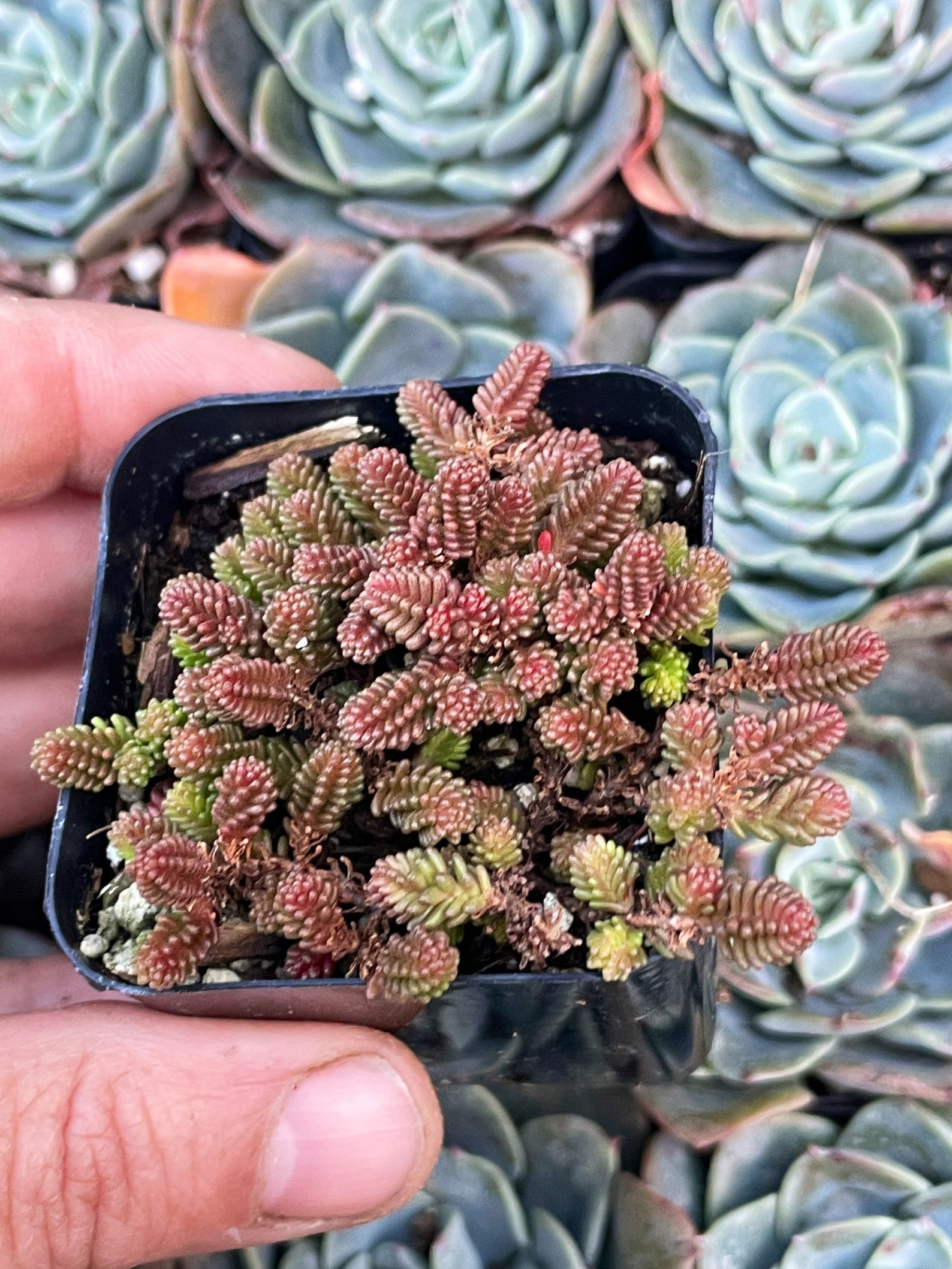 2 Cold Hardy / Sedum Album Red Ice Succulent Live Plant - Etsy