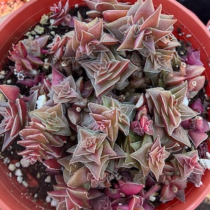 Unique Crassula Tabularis Pagoda Village Live Succulent - Ready to ...