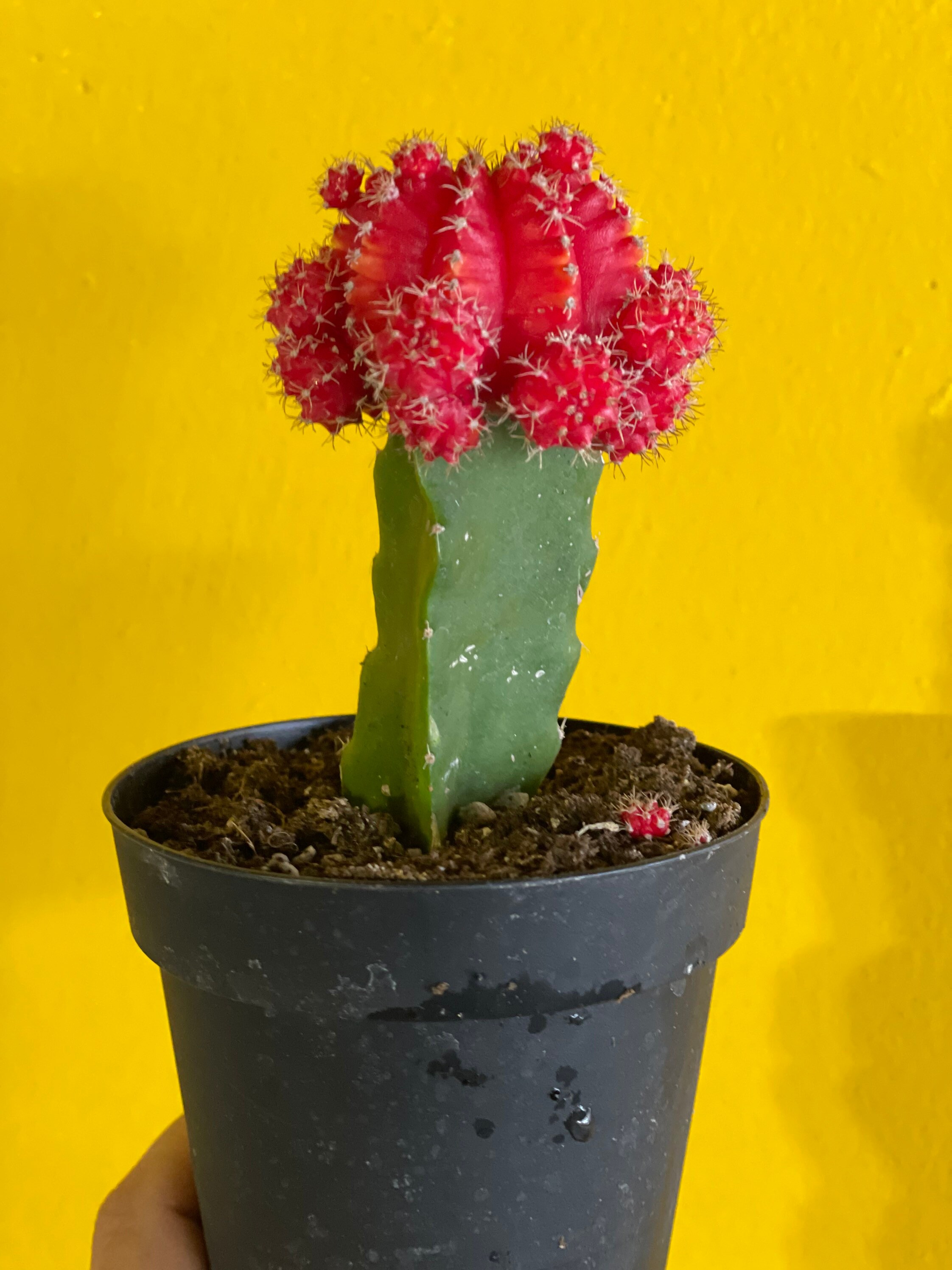 Red Cactus Care