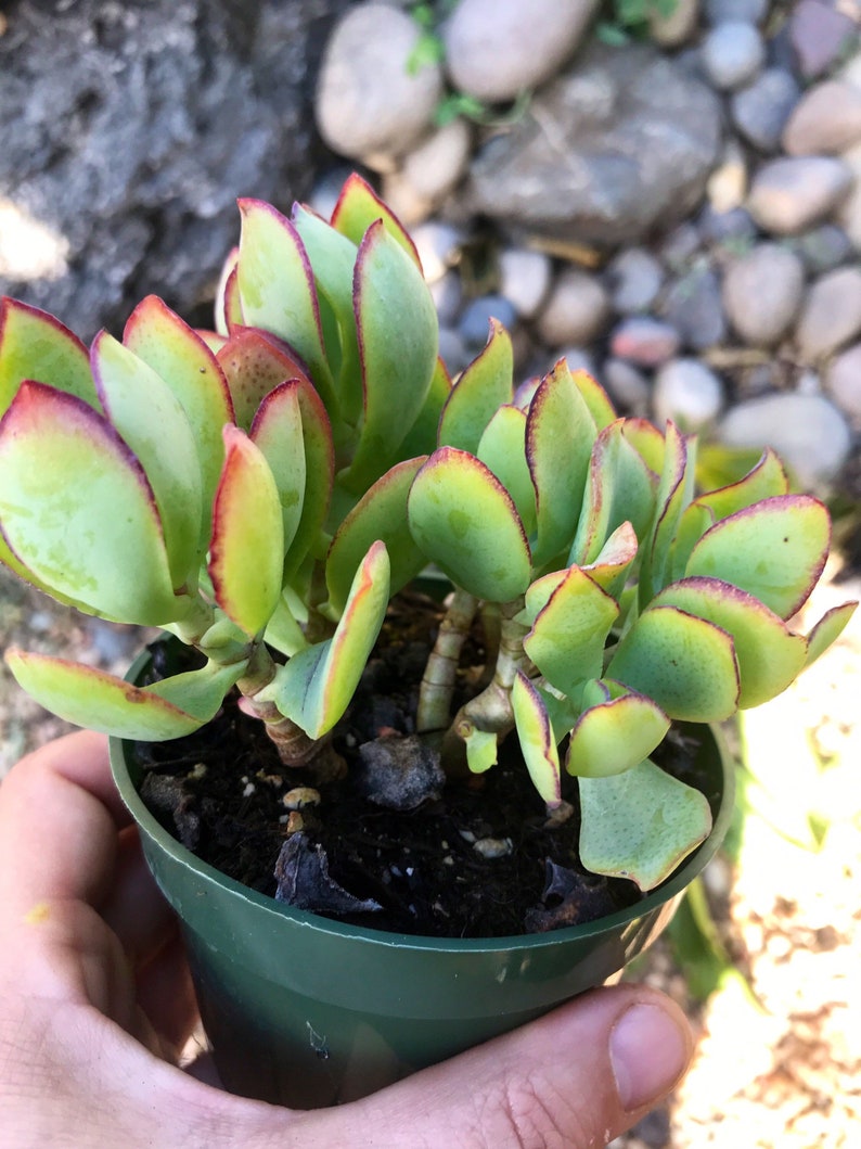 Crassula Arborescens Undulatifolia 'ripple Jade' 'blue Waves' Rooted ...