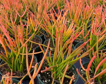 Fire Sticks Succulent - Etsy