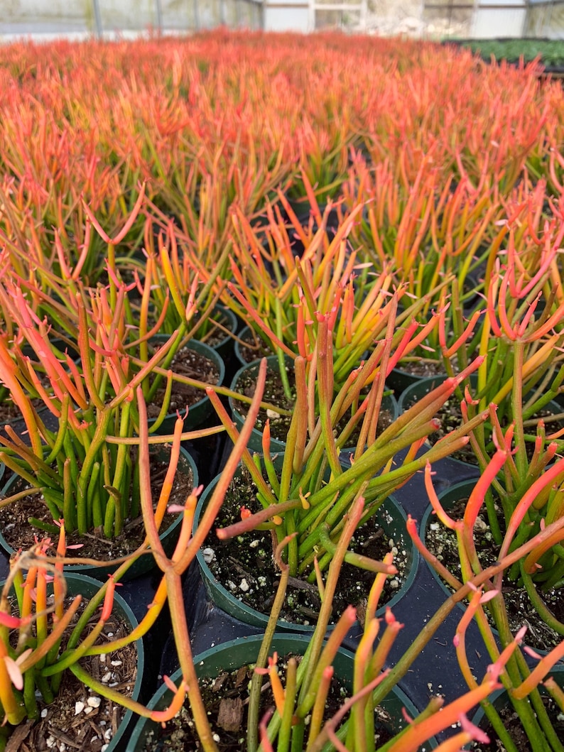Euphorbia Tirucalli Fire Sticks Succulent Plant 4 Pot - Etsy Denmark