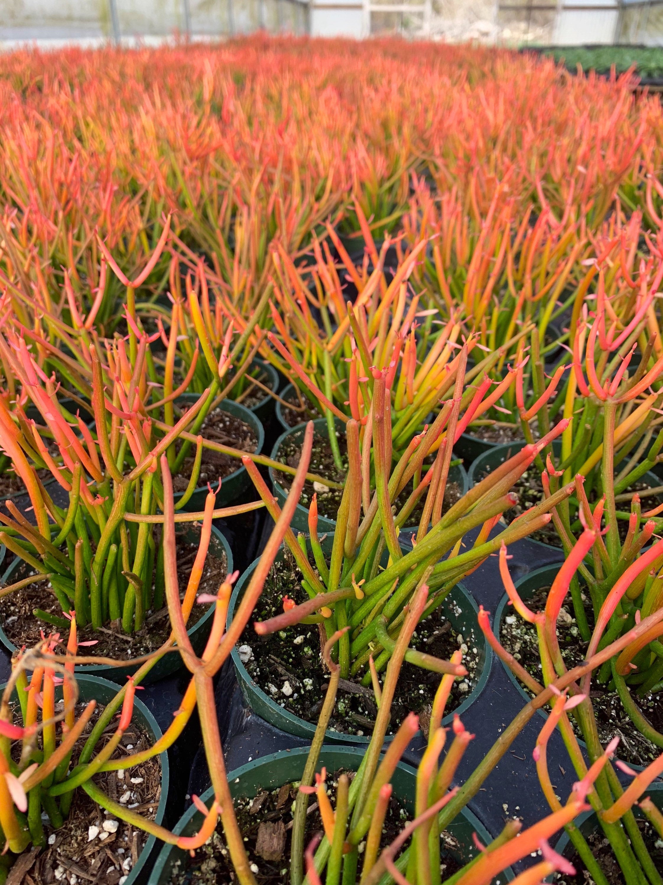 Euphorbia Tirucalli Flame