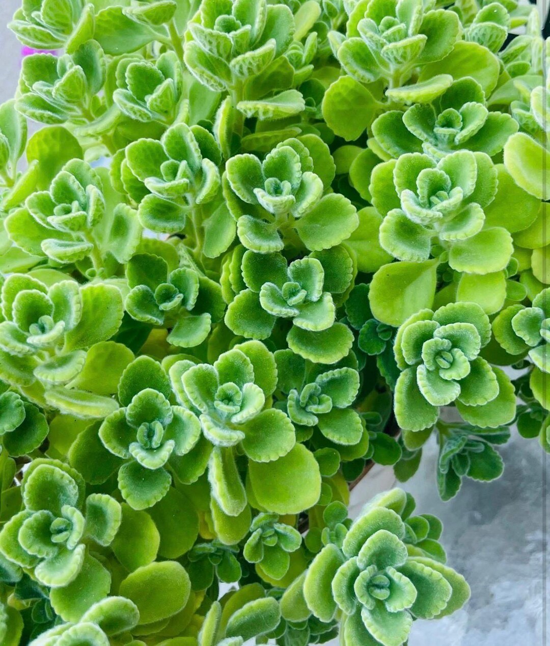 Vicks Plant, Plectranthus Tomentosa, Rare Herb/ Succulent With Pleasant ...