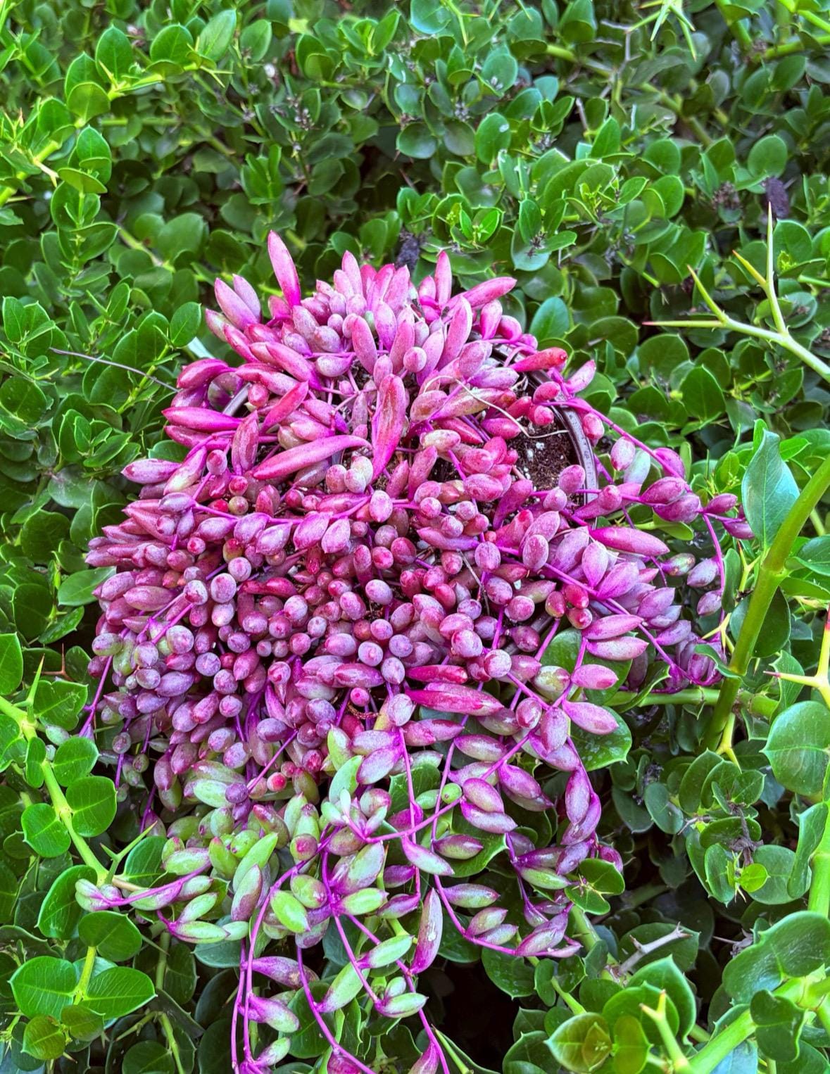 Vibrant Ruby Necklace Succulent Stem Cuttings - Perfect for Your ...