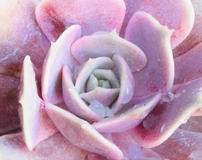 Echeveria Pink Diamond, Rare Succulent, Pink Lola Hybrid Succulent ...