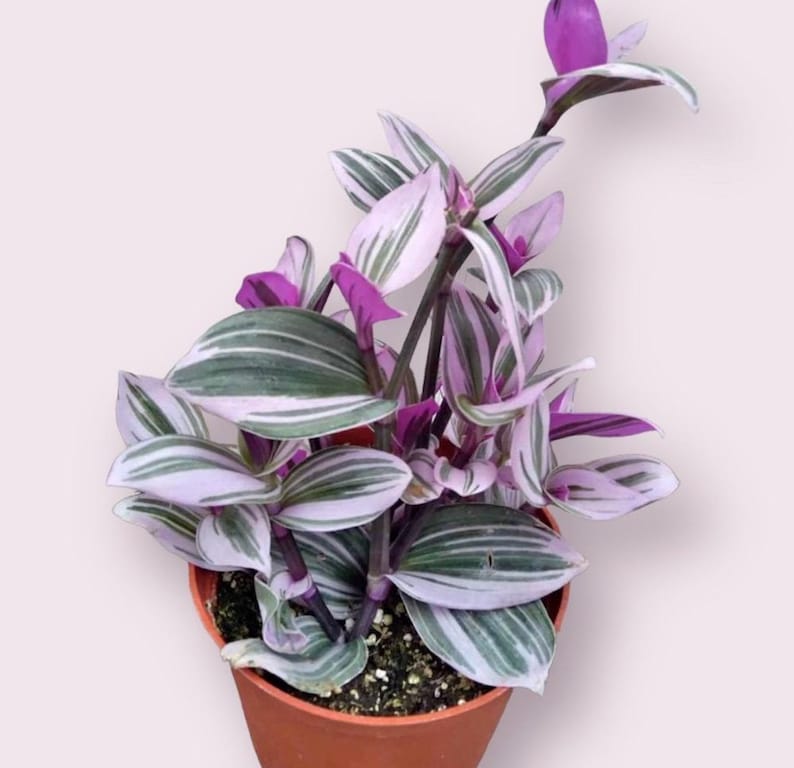 Pink Wandering Jew, Tradescantia Nanouk, Rare Houseplant Rooted Live ...