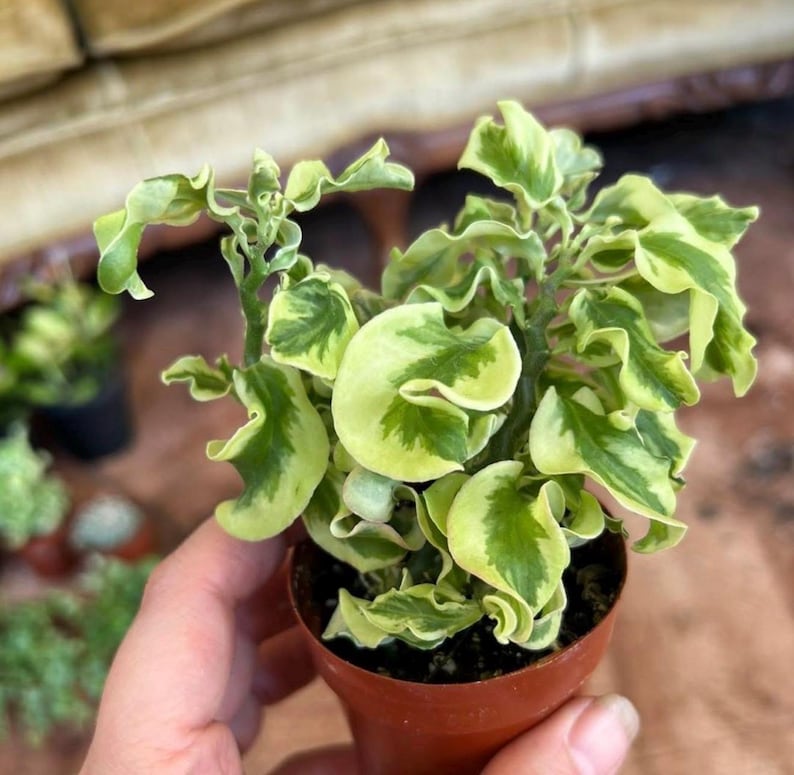 Pedilanthus Curly Devil's Backbone | Devil's Backbone Variegated ...