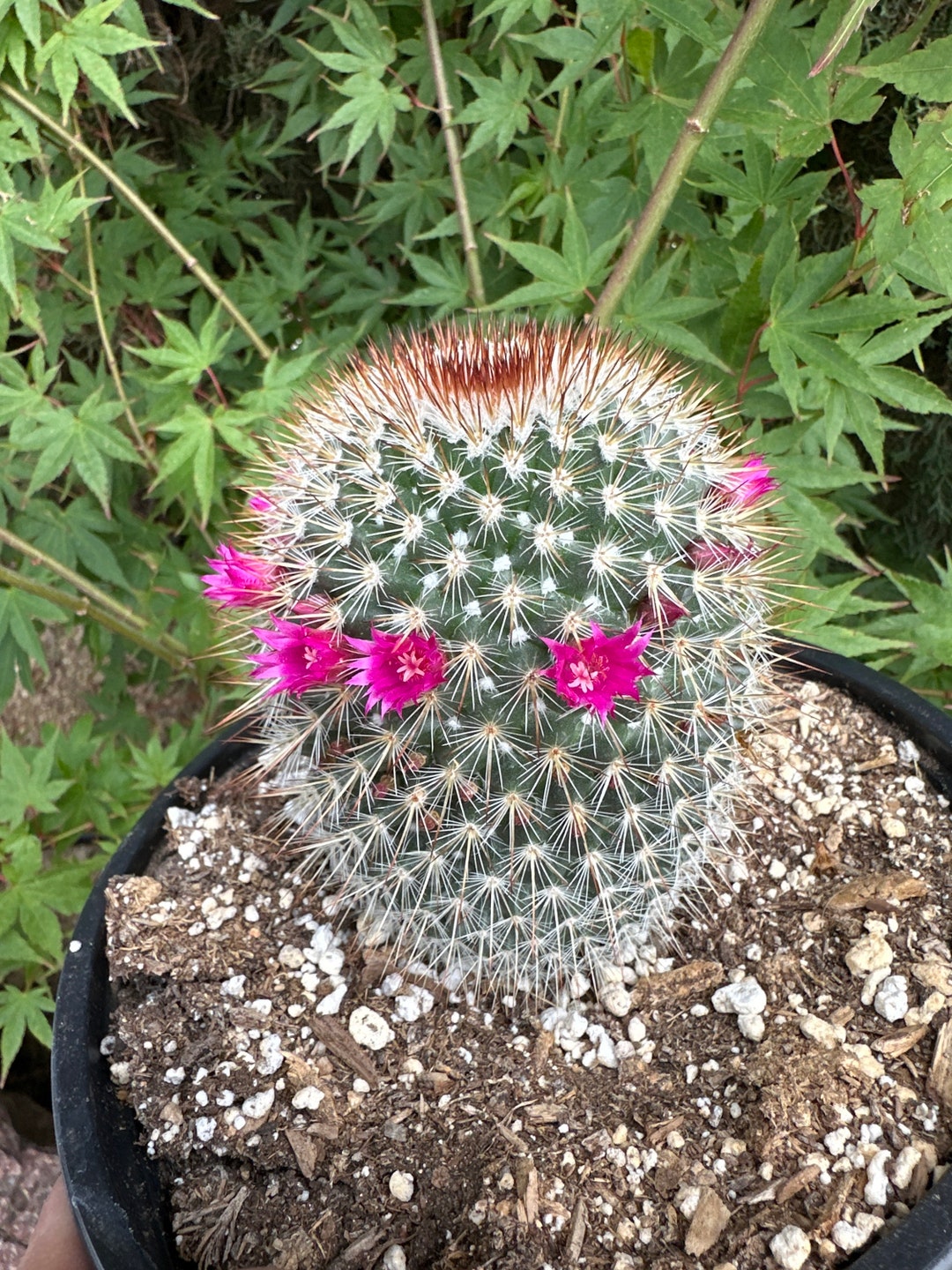 1 Gallon Mammillaria Spinosissima Red Headed Irishman Succulent Live ...