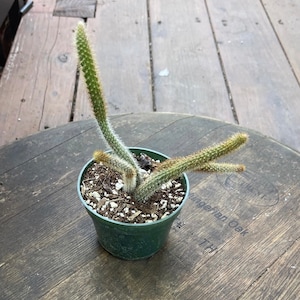 Rat Tail Cactus Plant: Aporocactus Flagelliformis Rooted Live Succulent ...