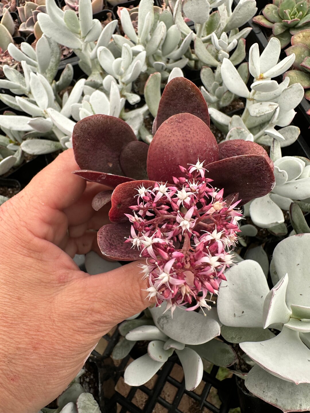 Crassula Multicava Ruby Red Succulent Plant 2” Pot - Etsy