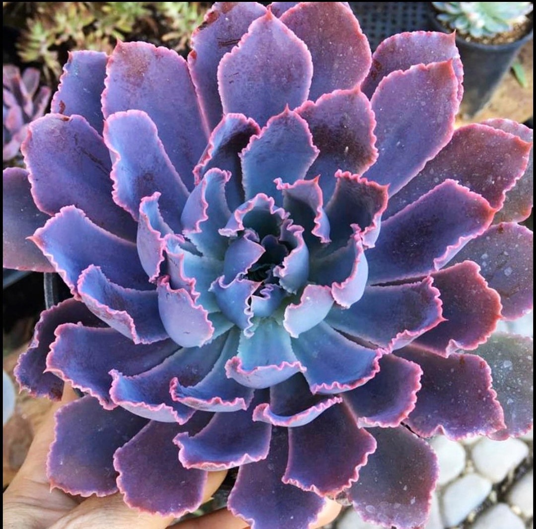 Echeveria Shaviana Pink Frills Rooted Live Succulent Plant in 4", 6", 8 ...