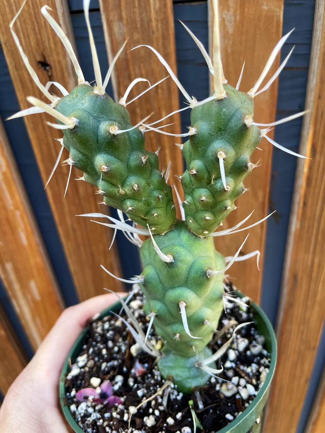 4” Opuntia Papyracanthus Paper Spines Cactus Indoor \ Outdoor Cactus ...