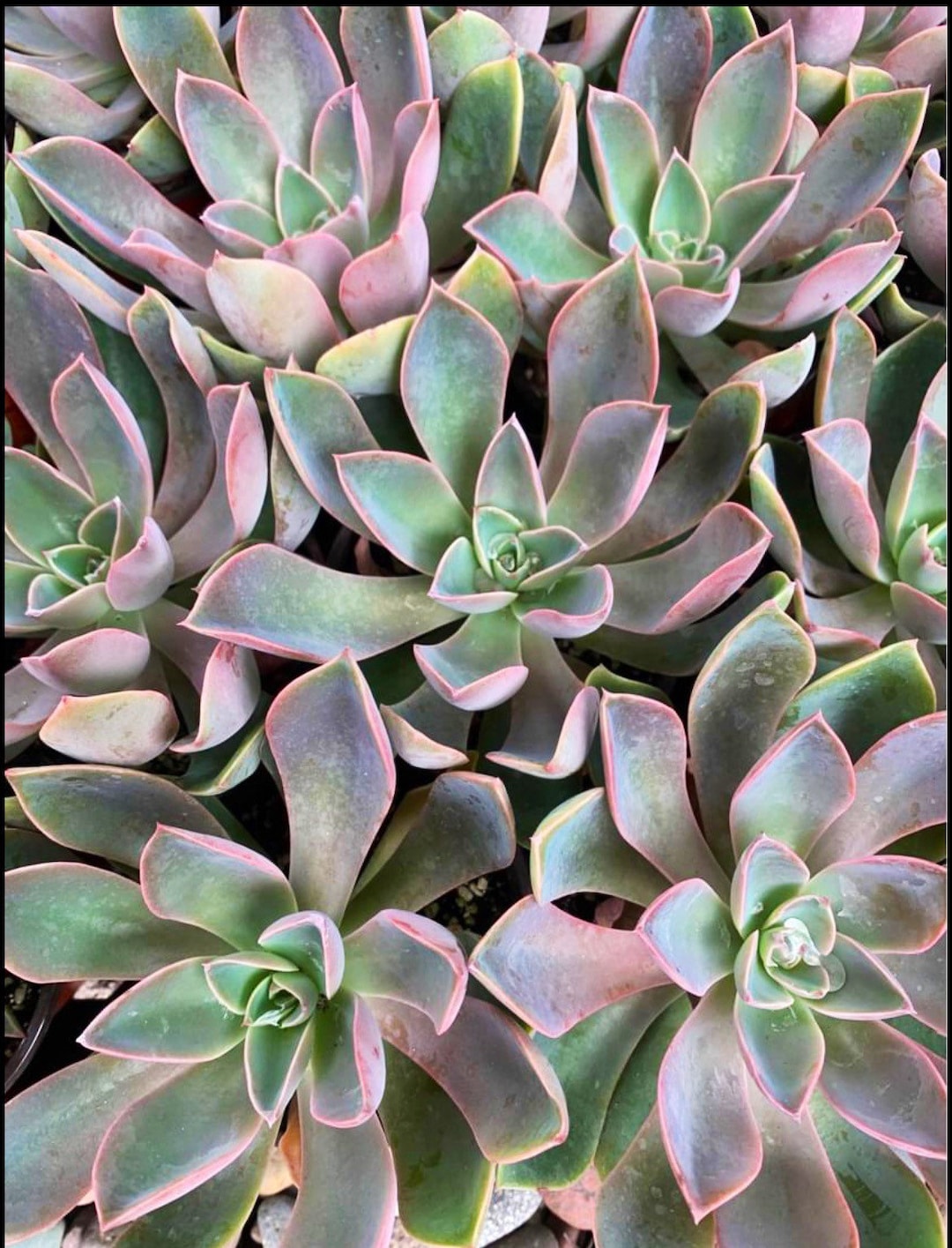 6” Graptoveria Jules Succulent Live Plant - Etsy
